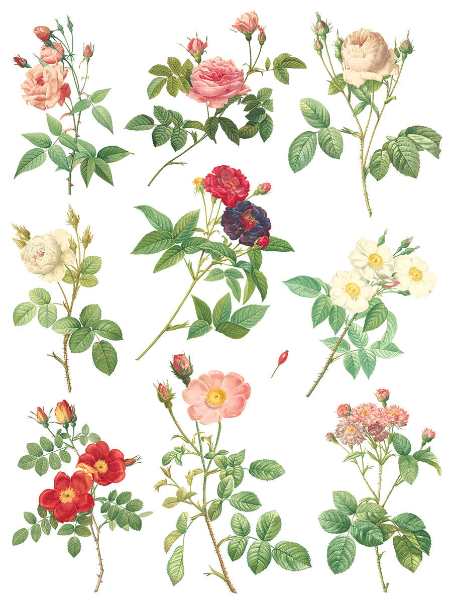 Rose Botanical – Shangri-La Lane LLC